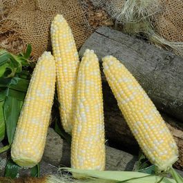 HYBRID SWEET CORN, SEMINOLE SWEET XR XTRA-TENDER