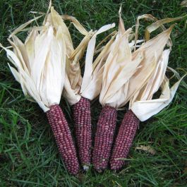 ORNAMENTAL CORN, NEON PINK