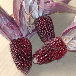 ORNAMENTAL CORN, CHERRY BERRY