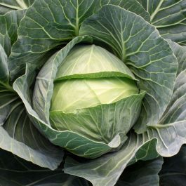 HYBRID CABBAGE, GRAND VANTAGE
