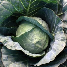 HYBRID CABBAGE, STELLAR VANTAGE