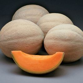 HYBRID MELON, ATHENA