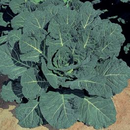 HYBRID COLLARD, HI-CROP