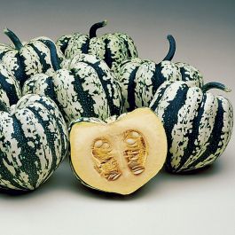HYBRID SQUASH, HEART OF GOLD