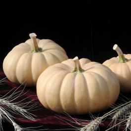 HYBRID SQUASH, AUTUMN CROWN