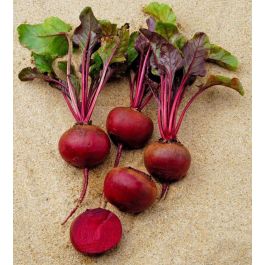 HYBRID BEET, CAMARO