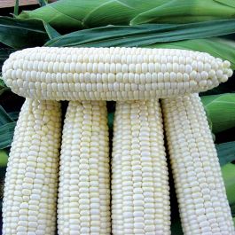 HYBRID SWEET CORN, 372A XTRA-TENDER