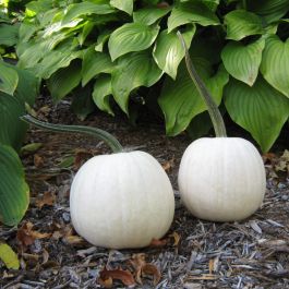 HYBRID PUMPKIN, SNOWBALL