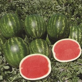 HYBRID WATERMELON, FASCINATION
