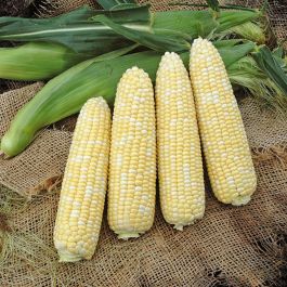 HYBRID SWEET CORN, AWESOME XR XTRA-TENDER