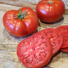 HYBRID TOMATO, BEEFMASTER VF