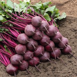 HYBRID BEET, BRESKO
