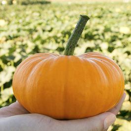 HYBRID PUMPKIN, BUMPKIN