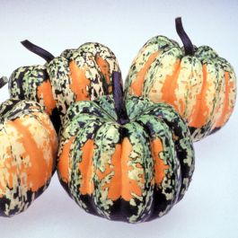 HYBRID SQUASH, CARNIVAL