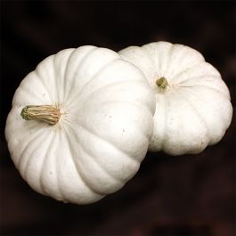 PUMPKIN, WHITE FLAT BOER FORD