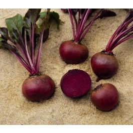 HYBRID BEET, GRENADE