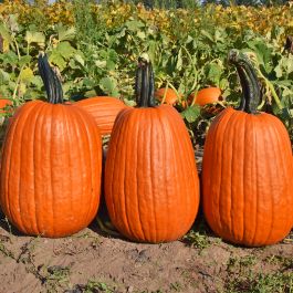 HYBRID PUMPKIN, GRIFFIN