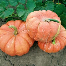 HYBRID PUMPKIN, INDIAN DOLL
