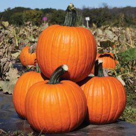 HYBRID PUMPKIN, KRATOS