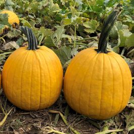 HYBRID PUMPKIN, LEMONADE