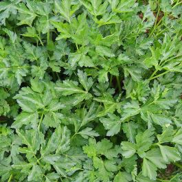 PARSLEY, PLAIN