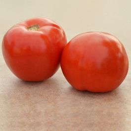 HYBRID TOMATO, ROADSTER