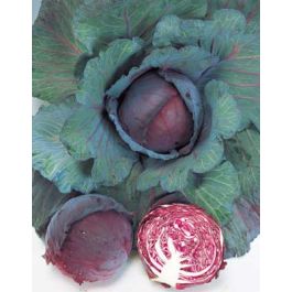 HYBRID CABBAGE, RUBY KING