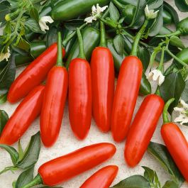 PEPPER, SERRANO CHILI