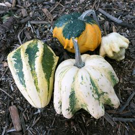 GOURD, TEN COMMANDMENTS