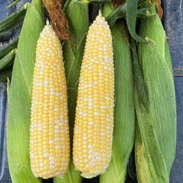 HYBRID SWEET CORN, TIGERSHARK II PERFORMANCE