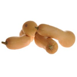 HYBRID SQUASH, ULTRA