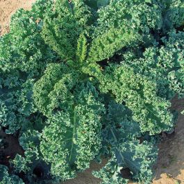 HYBRID KALE, WINTERBOR