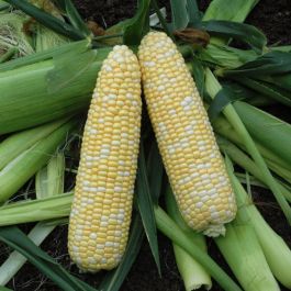 HYBRID SWEET CORN, CALIBER XR XTRA-TENDER