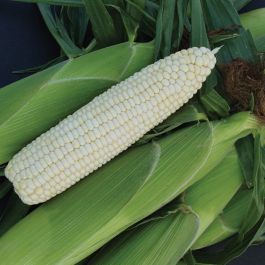 HYBRID SWEET CORN, 378A XTRA-TENDER