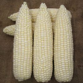 HYBRID SWEET CORN, SV1580SC