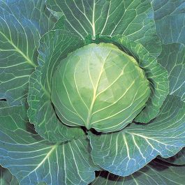 HYBRID CABBAGE, QUICK START