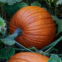 HYBRID PUMPKIN, THOR