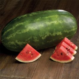 HYBRID WATERMELON, SSX8585