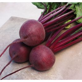 HYBRID BEET, KESTREL