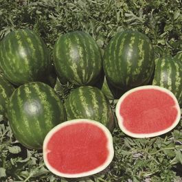HYBRID WATERMELON, FASCINATION