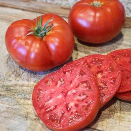 HYBRID TOMATO, BEEFMASTER VF