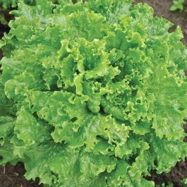 LETTUCE, BERGAM'S GREEN