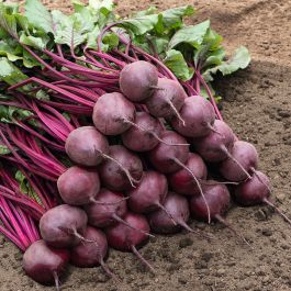 HYBRID BEET, BRESKO
