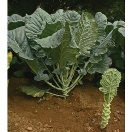 HYBRID COLLARD, CASH CROP