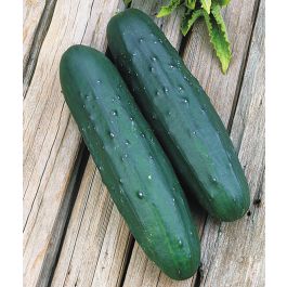 HYBRID CUCUMBER, COBRA