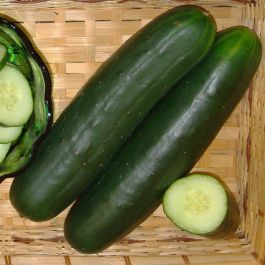HYBRID CUCUMBER, DOMINATOR