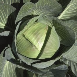 HYBRID CABBAGE, EXPECTATION