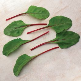 HYBRID SWISS CHARD, FIRE FRESH