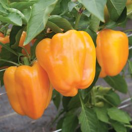 HYBRID PEPPER, FLAVORBURST