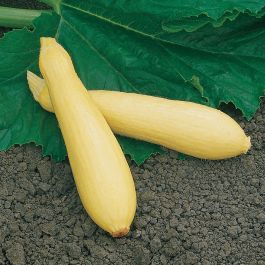 HYBRID SQUASH, FORTUNE